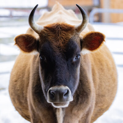 Threefold Community Farm – The Pfeiffer Center & Duryea Farm United ...
