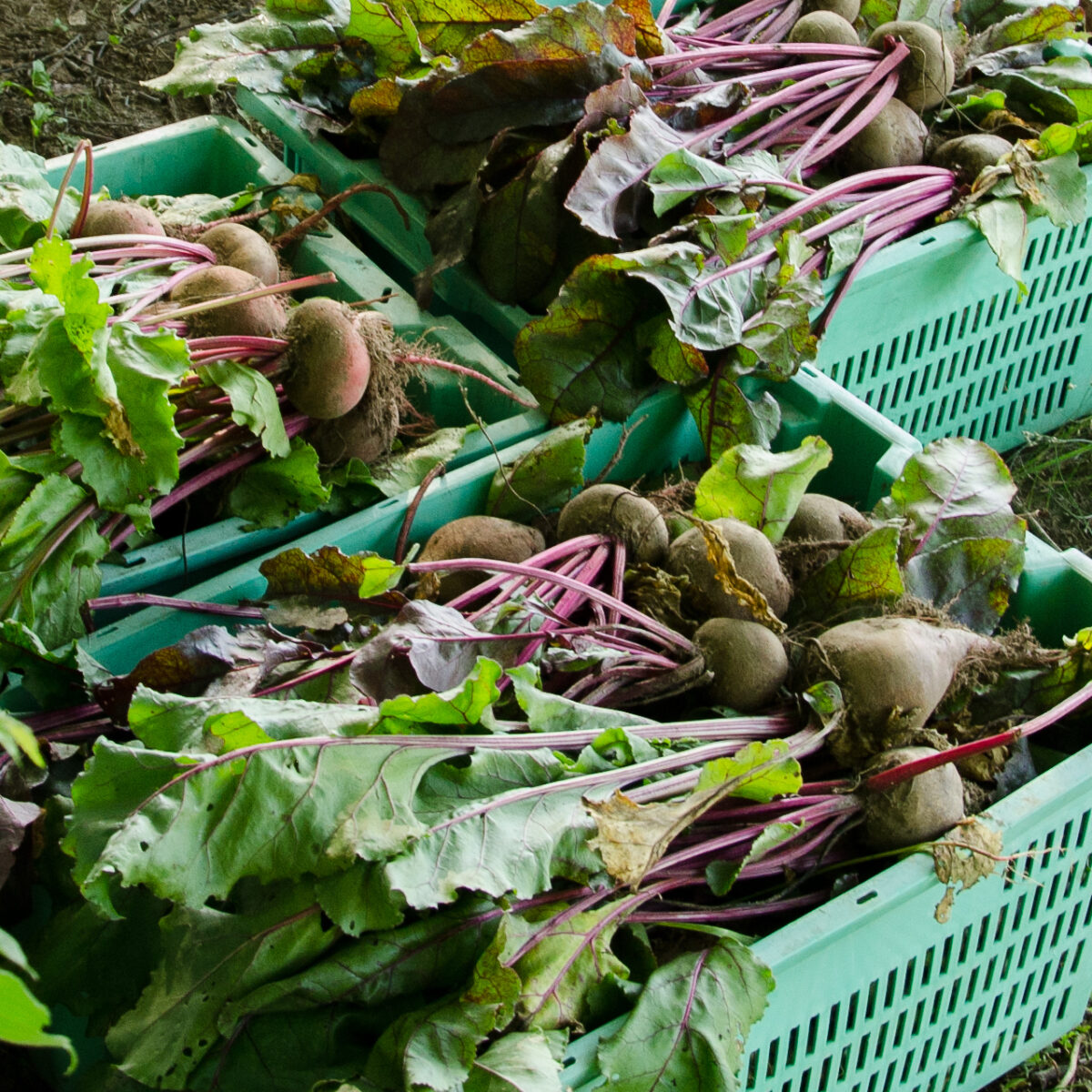 Threefold Community Farm – The Pfeiffer Center & Duryea Farm United ...