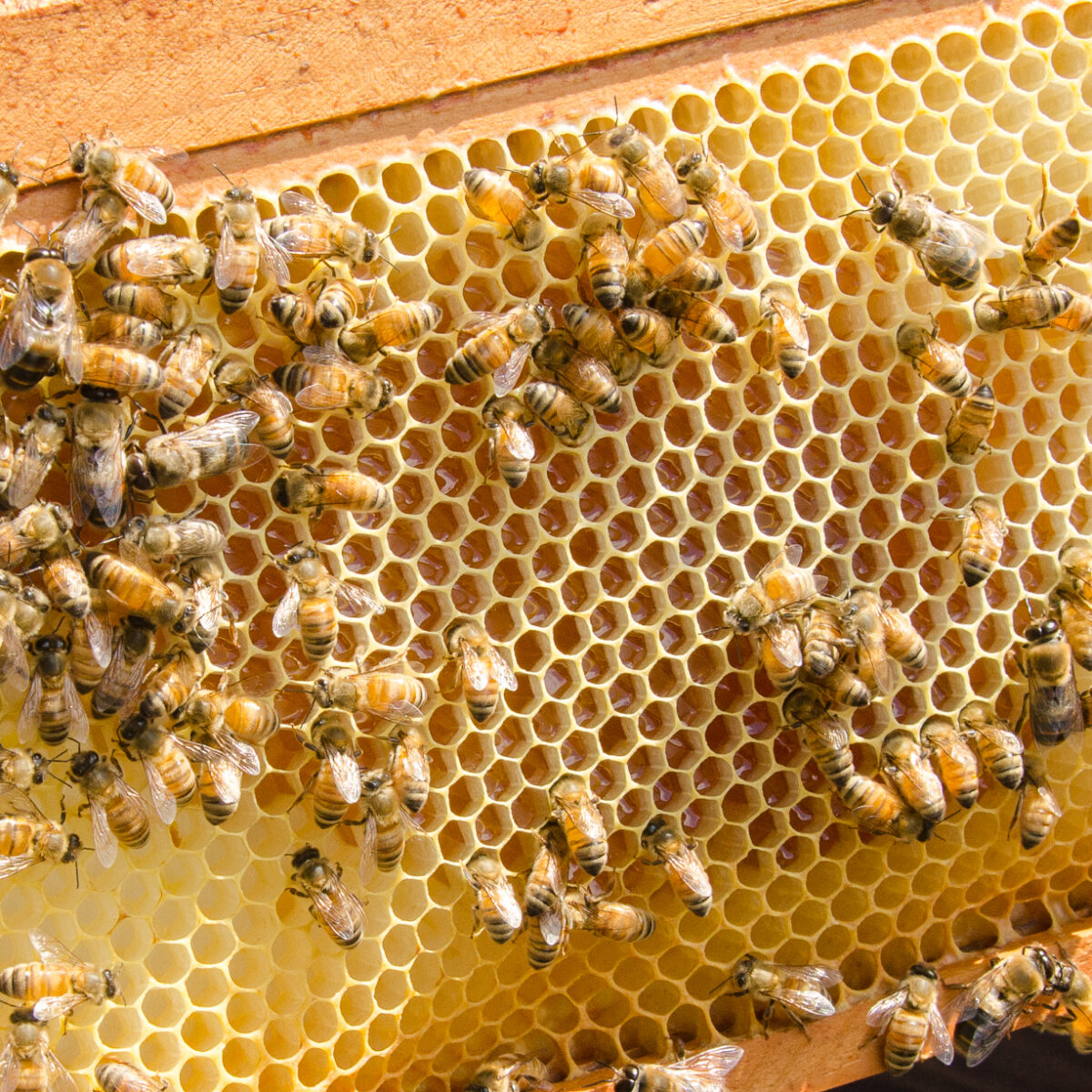 Our People – Threefold Community Farm